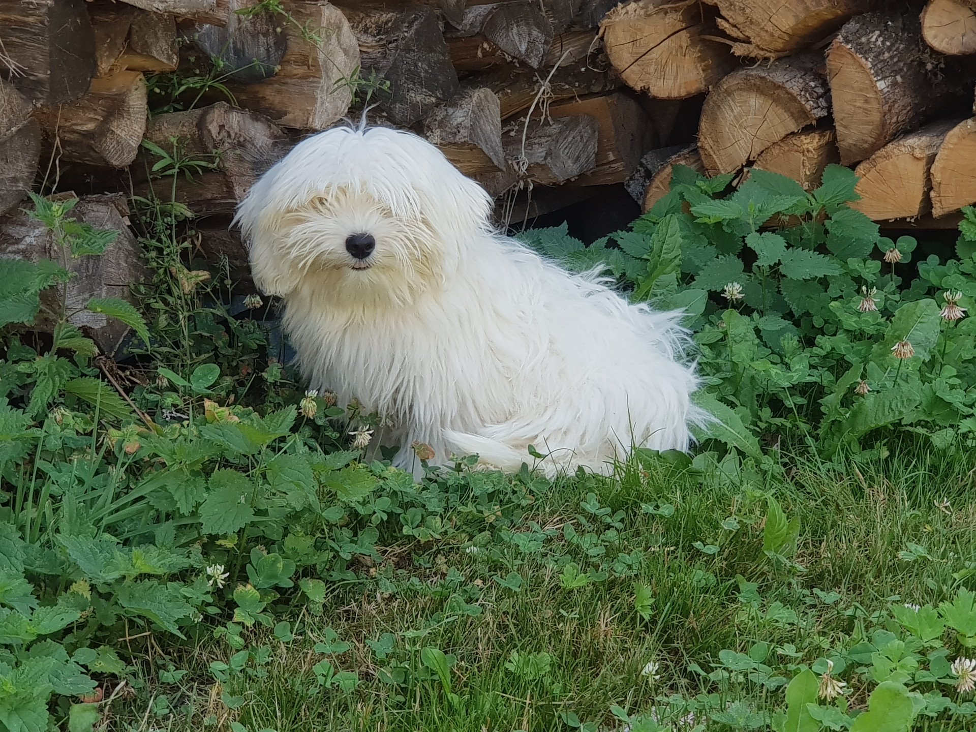 Shupa du Royaume des P'tits Loups Du Royaume des P'tits Loups - Chien ...